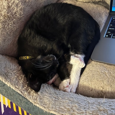 Crime Scene Halloween Breakaway Cat Collar - Etsy