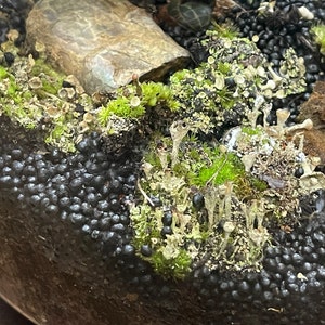 2 Pack Pixie Cup Live Lichen Moss for Terrariums Fairy Gardens Bonsai ...