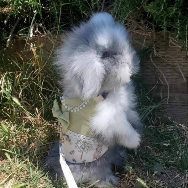 Bunny Hoodie - Soft & Trendy Small Pet Clothes for Rabbits, Ferrets ...