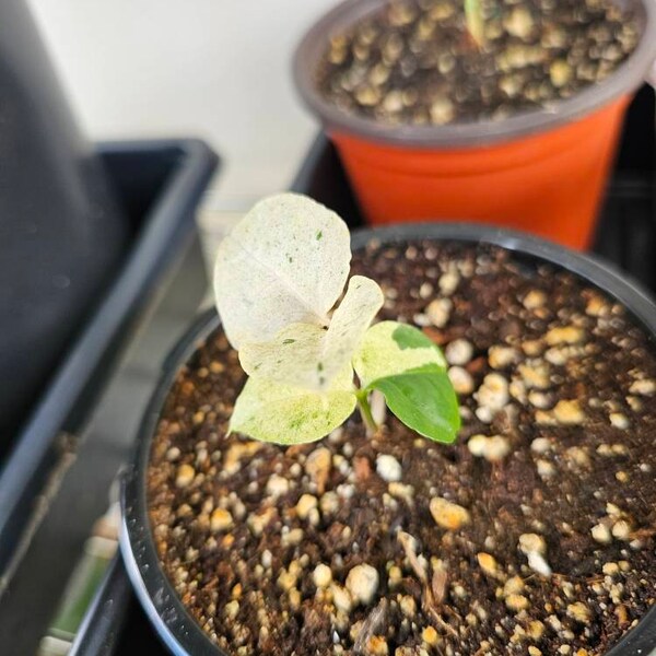 Copper Plated Sycamore Leaf. Copper Electroformed Leaf With Force ...