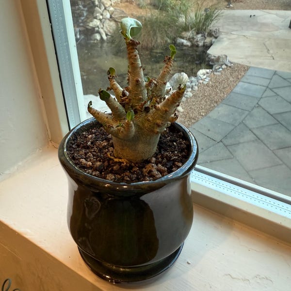 Rare Euphorbia - Euphorbia Obesa Small Cluster (2"-3"), Live Plant - Etsy