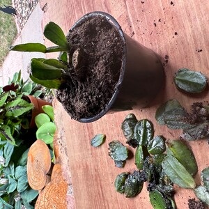 4pot of ZZ Plant Zamioculcas Zamiifolia Zee Zee Plant - Etsy