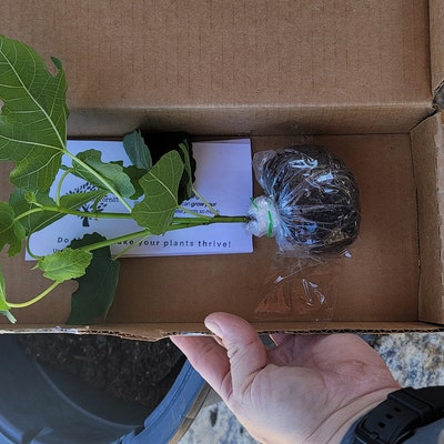 Fall Gold Raspberry 4 to 6 Inch rubus Idaeus Live - Etsy