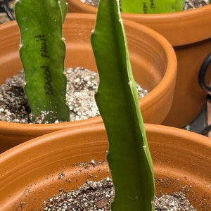 Epiphyllum Cactus Super Big Pink Epi Bloom Flower 1 Cutting Queen of ...