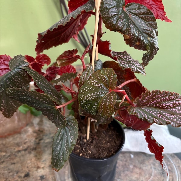 Dwarf Crown of Thorns Plant Bundle – 4 Live Plants in 5” Pots – Red ...