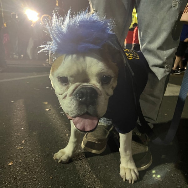 Dog Mohawk Size Large - Etsy