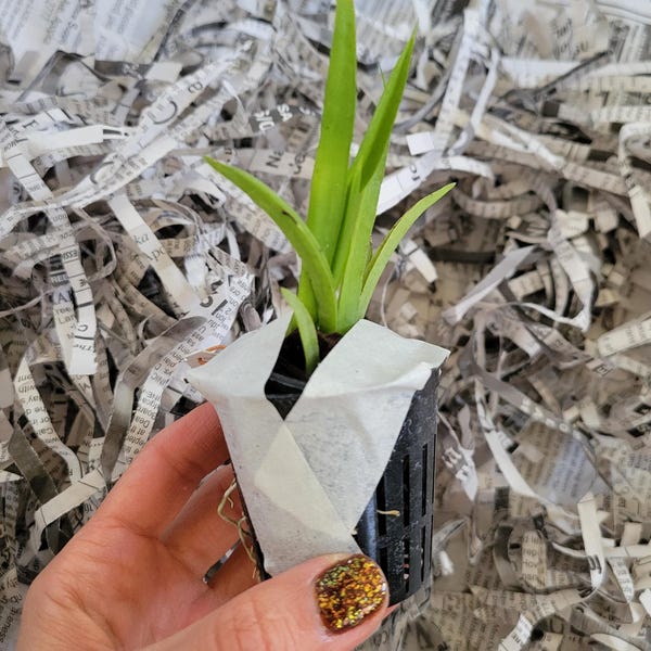 Orchid Dendrobium Den Tangerine Dream X Den Unicum Live Plant - Etsy