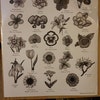 Victorian Language of Flowers Print - A to Z of Flowers - Flower ...