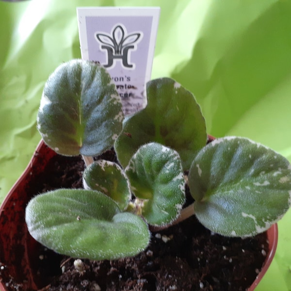 Lyon's Private Dancer African Violet Live Plant, Young Pre-finished ...