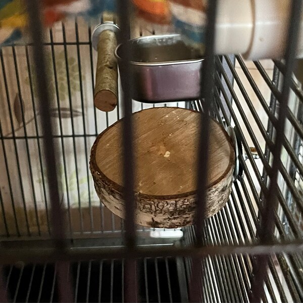 Natural Silver Birch Hardwood Round Log Slices Rustic Green Hard Wood ...