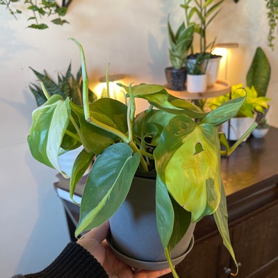 LIVE 6 Inch Pot Brazilian Philodendron Scandens Brazil, Trailing ...