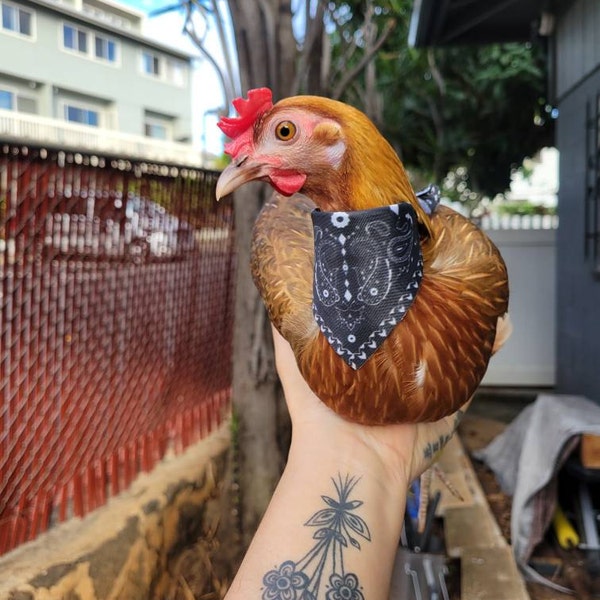 Cowboy Costume for Chickens & Ducks - Etsy