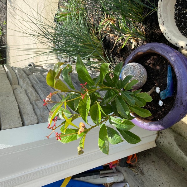 3 Feet Tall Red Jatropha Integerrima Peregrina Sub Plant - Tropical ...