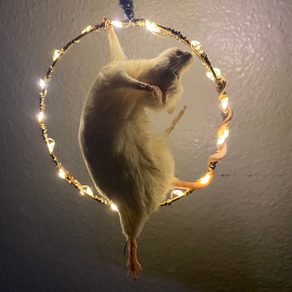 Acrobatic Circus Taxidermy Mouse | Light-up Hoop Performer | Ethical ...