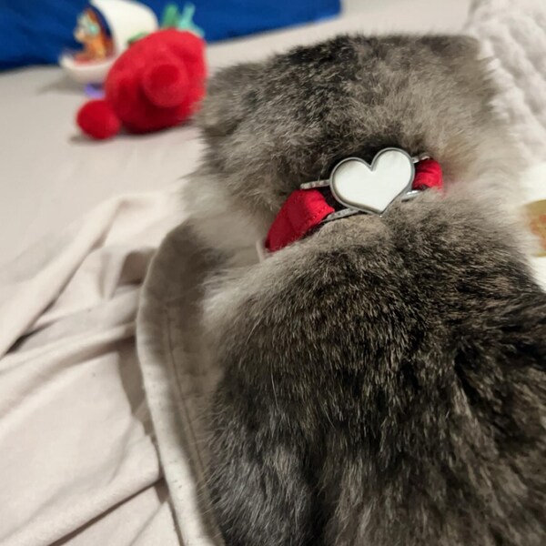 Angel Cat Collar/ Angel Wing Cat Costume-''white+color Option''-wedding ...