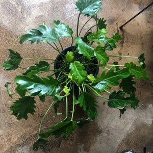 Railroad Vine Ipomoea pes-caprae ground cover 6 inch pot | Etsy