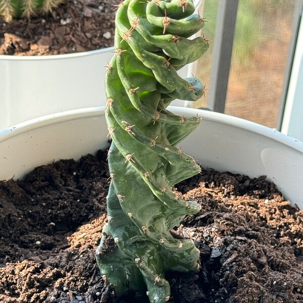 Spiral Cactus Cereus Forbesii 'spiralis' Twisted Rare Succulent Tornado ...