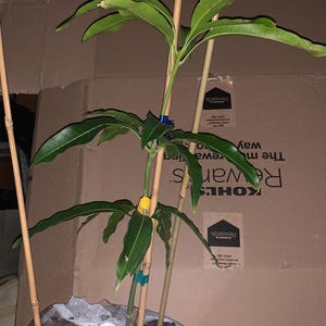 Mango MANILA, CARABAO, FILIPINO Tree, Grafted, 3gl - Etsy