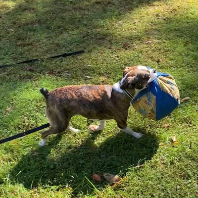 25 Different NFL Key Fob - Etsy