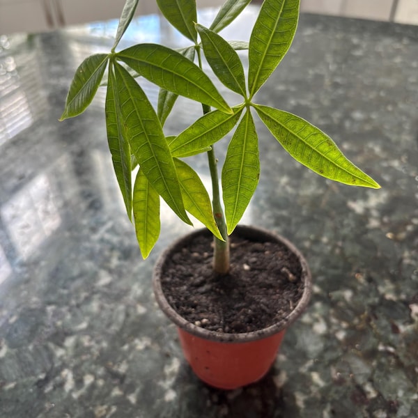 Money Tree Sprouts - Rooted in 4" Pots - Etsy