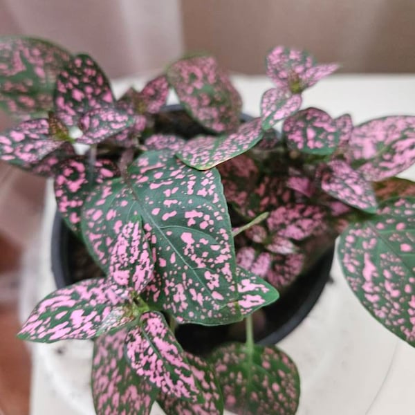 LIVE Splash Plant Pink Polka Dot Plant, Hypoestes Pink 4" Pot, Live ...