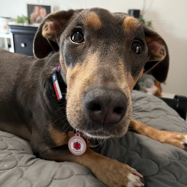 Custom Emotional Support Animal ID Tag, Personalized ESA Badge for Dogs ...