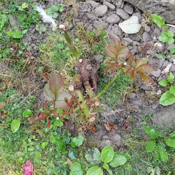 Rose 'fantastic at 60' Happy Birthday Rose Gift Wrapped With Huge Bow ...