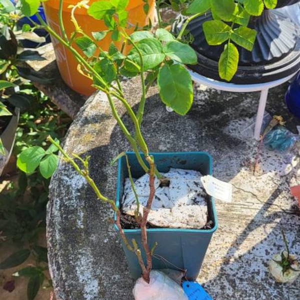 Chinese Julie. Climbing Rose Hanxian 涵仙cut Rose. Highly Recommended ...