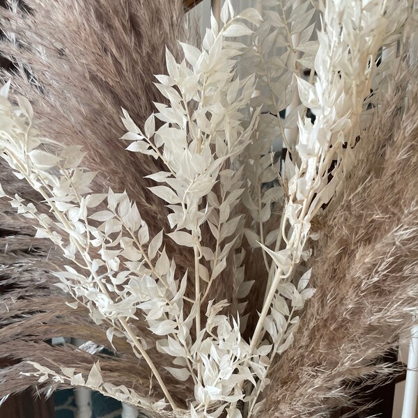 5 Italian White Ruscus Preserved Dried Flower Stems Boho Wedding Decor ...