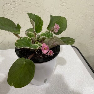 Playful Kisses African Violet Starter Plant ALL Starter PLANTS Require ...