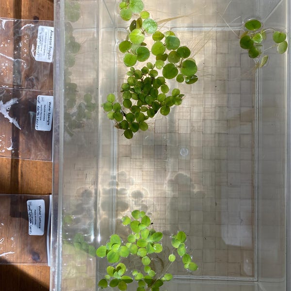 Floating Plant Package #1, Frogbit + Dwarf Water Lettuce + Water ...