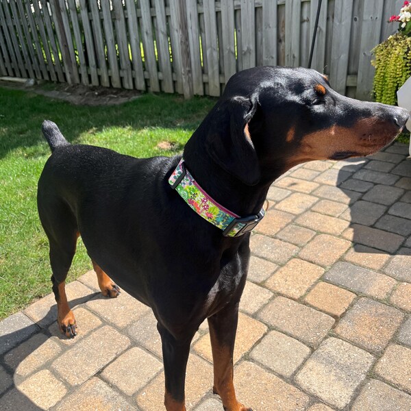 Nautical Dog Collar, Anchors Dog Collar, Sailing Dog Collar, Ocean Dog ...