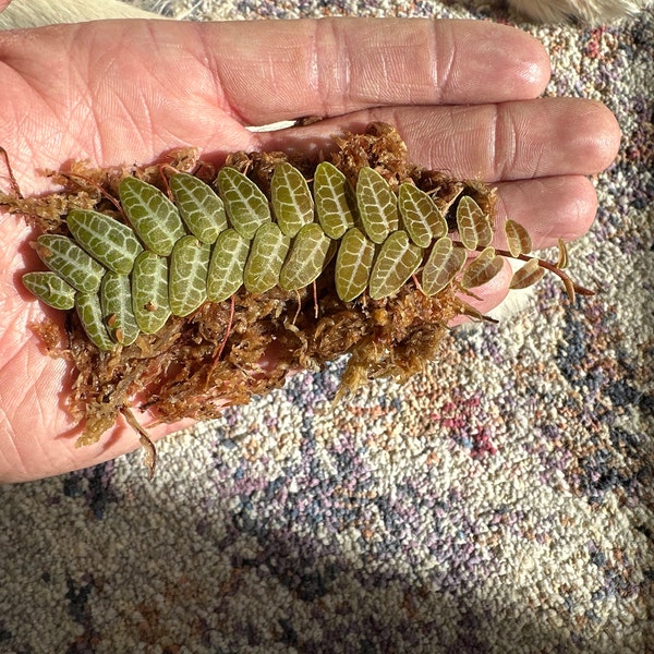 Nymphaea "sunfire" Water Lily (sprouted Tuber - Rhizome) / Pink Water ...