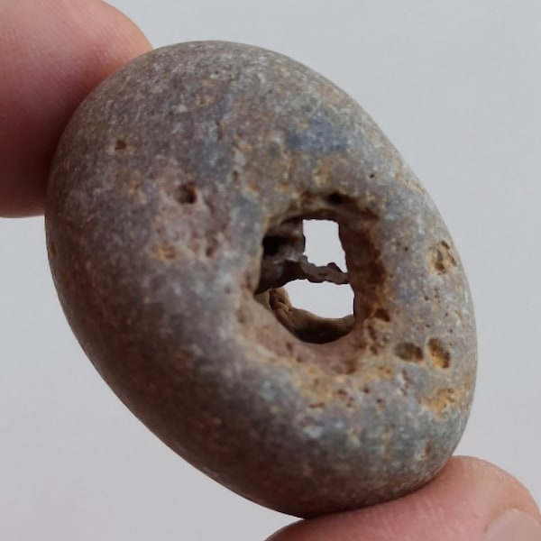 Large Huge Beautiful Shell, Big Shell, Huge Ocean Shell, Sea Shell ...