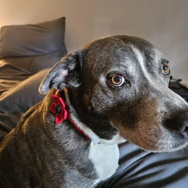 Cute Dog Harness - Personalized Harness - Female Dog Harness ...