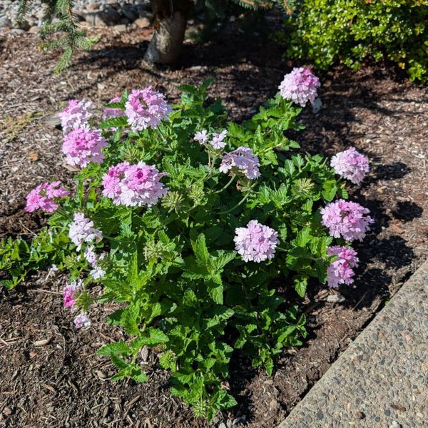 Ajuga Feathered Friends fierce Falcon Plant in 3 1/2 Pot Perennial ...