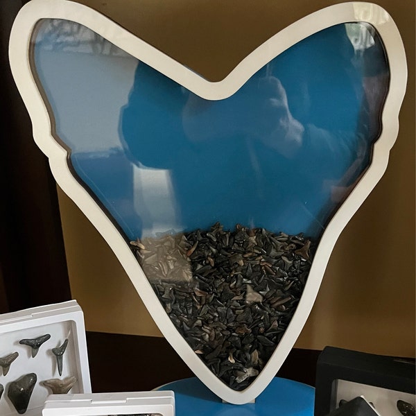 Meg Custom Shark Tooth Shadow Box – Display Your Treasures! - Etsy
