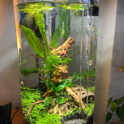 Subwassertang pellia Moss Rare Aquatic Moss Live Aquarium Freshwater ...