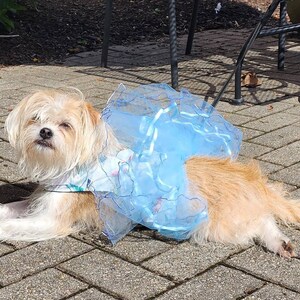 Dog Show Training Stack Box Toy Adult Size Stack Training 20 X 12 ...