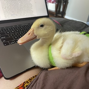 Leashes for Chicken / Duck Diapers | Etsy