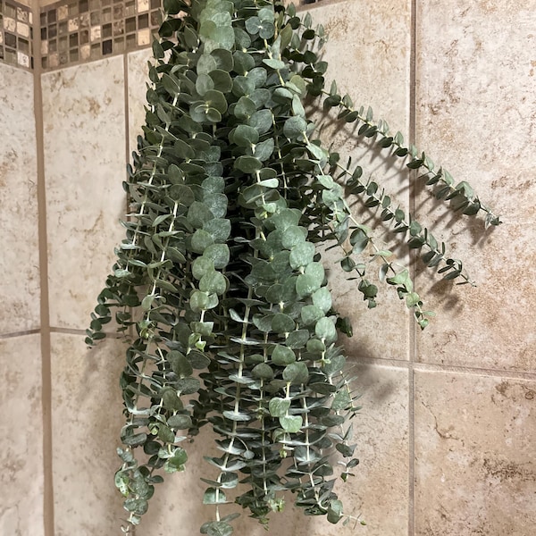 Fresh Eucalyptus Shower Bundle, Eucalyptus Shower Bundle, Indoor ...