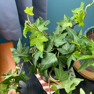 4” Needlepoint Ivy/hedera Helix/english Ivy – Houseplants/foliage ...