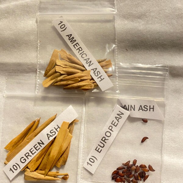 Red Maple Tree Seeds ACER RUBRUM northern - Etsy