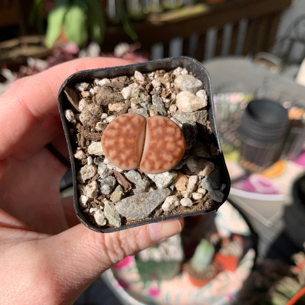 Lithops Rock Succulent Plant One Potted Plant - Etsy