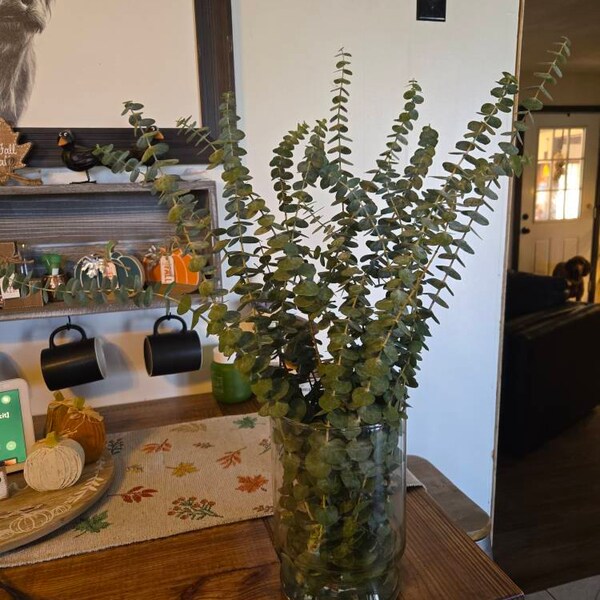 Fresh Eucalyptus Shower Bundle, Eucalyptus Shower Bundle, Indoor ...