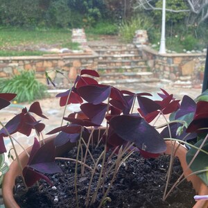 Red Acre Cabbage Seeds 250 Seeds Made in USA Ships From - Etsy