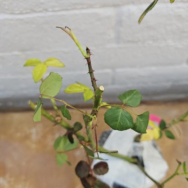 Chinese Julie. Climbing Rose Hanxian 涵仙，cut Rose. Highly Recommended ...
