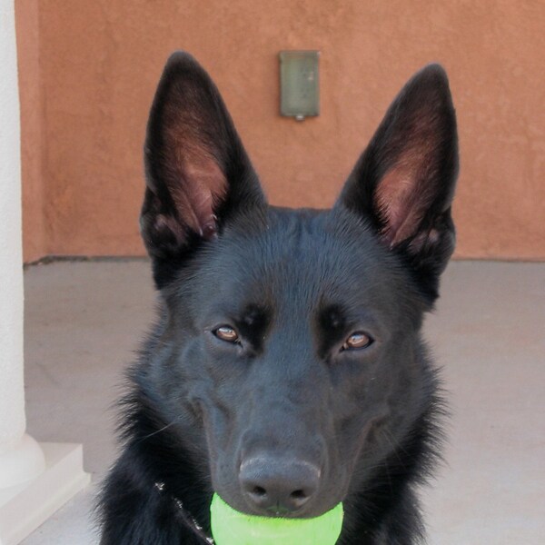 Adjustable K-9 Elbow Callus Pressure Sores Reflective Dog Elbow ...