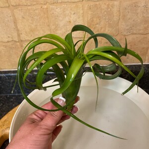 Tillandsia Stricta Iridescent Air Plants - Etsy