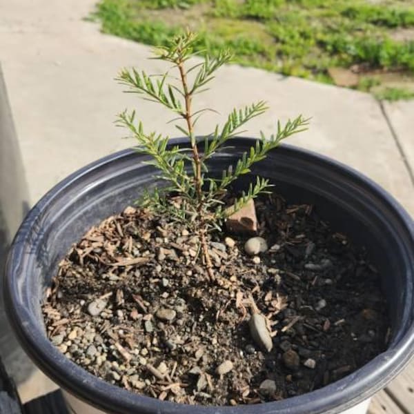 Coast Redwood Tree Seedling - Sequoia Sempervirens in Gift Tube. - Etsy